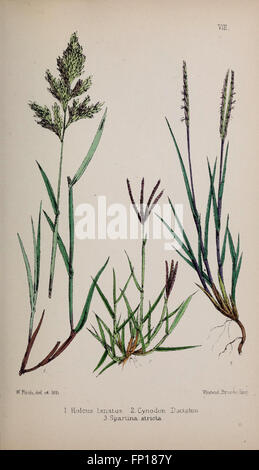 This plate illustrates various species of grasses and sedges native to ...