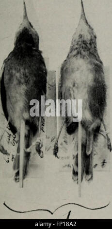 The Bulletin of the British Ornithologists' Club in 2001 presents ...