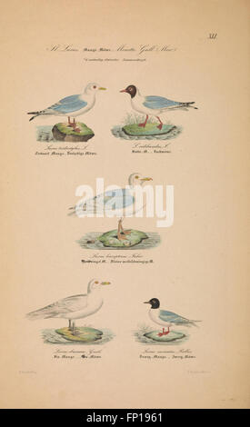 'Danmarks Fugle, Beskrevne' (Birds of Denmark, Described) presents an ...