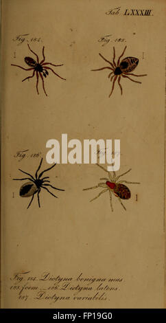 A detailed illustration from 'Die Arachniden,' depicting arachnid ...