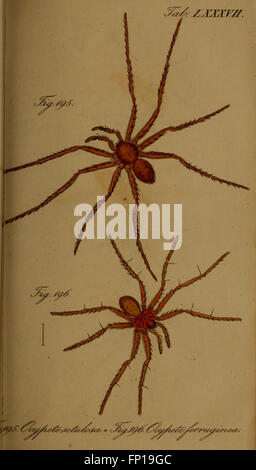 A scientific illustration from 'Die Arachniden,' presenting a detailed ...