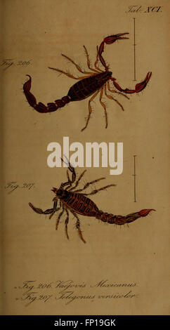 This illustration from 'Die Arachniden' shows various species of ...