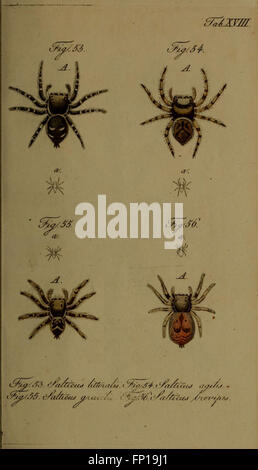 This illustration from 'Die Arachniden' shows detailed depictions of ...