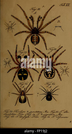 A detailed study of arachnids, illustrated with a plate depicting the ...