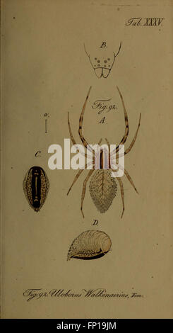 Die Arachniden features detailed illustrations of arachnids, focusing ...