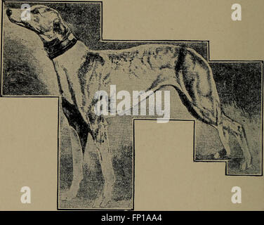 *Dogs of All Nations* (1903) explores different dog breeds through both ...