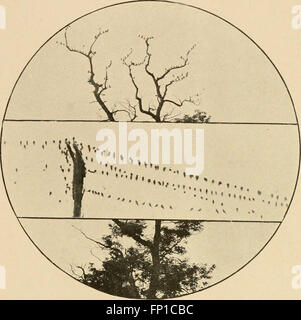 Gleanings from nature (1898 Stock Photo - Alamy