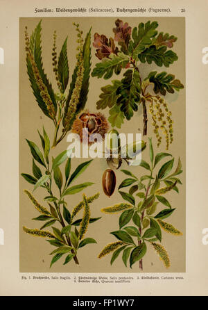 A botanical atlas by Hoffmann-Dennert featuring illustrations of plant ...