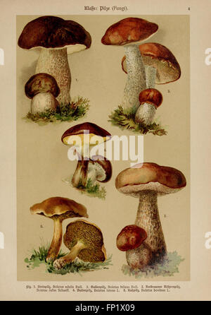 This botanical atlas by Hoffmann-Dennert features detailed ...