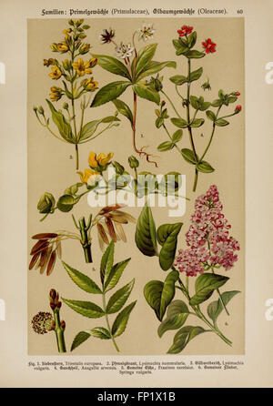 A botanical atlas by Hoffmann-Dennert, showcasing detailed ...