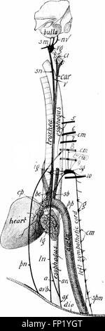 . Mammalian anatomy : with special reference to the cat . Mammals ...