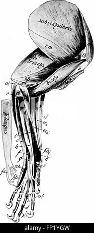 . Mammalian anatomy : with special reference to the cat . Mammals ...