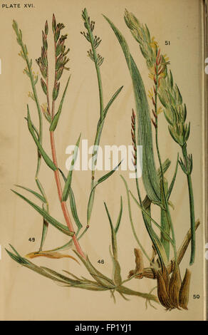 Plate I from the 'Manual of British Grasses' offers detailed ...