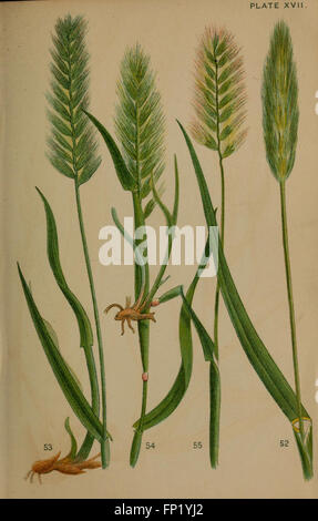 'Manual of British Grasses' provides detailed illustrations of grass ...
