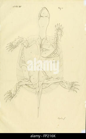 This work, 'Anatome Testudinis Europaeae,' presents detailed anatomical ...