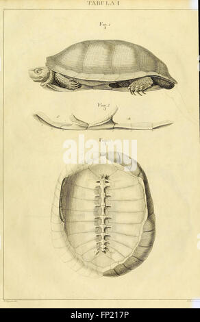 'Anatome testudinis Europaeae' studies the anatomy of European turtles ...