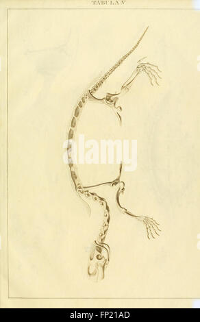 'Anatome testudinis Europaeae' studies the anatomy of European turtles ...