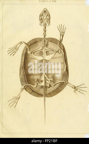 This illustration from 'Anatome Testudinis Europaeae' provides a ...