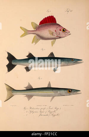 This work focuses on the vertebrates of Abyssinia (modern-day Ethiopia ...