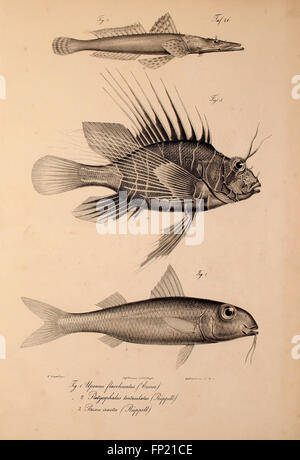 This work introduces new vertebrates from the fauna of Abyssinia ...