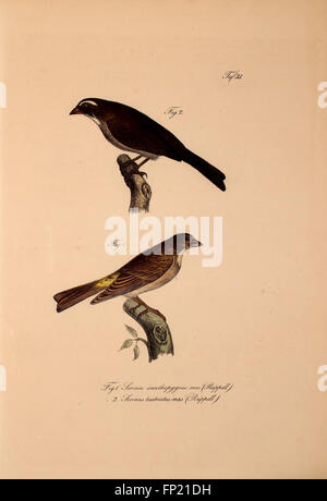 This work presents new discoveries of vertebrates in the fauna of ...