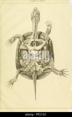 'Anatome testudinis Europaeae' studies the anatomy of European turtles ...