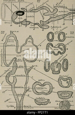 This 1882 work explores anatomical technology applied to the domestic ...