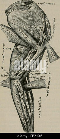 This 1882 work introduces anatomical technology in veterinary practice ...