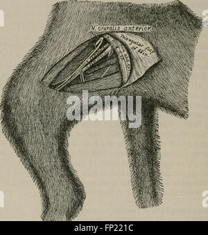 This 1882 work examines the anatomy of the domestic cat, comparing it ...