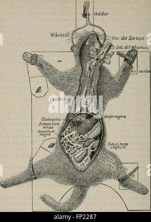 This 1882 work explores the anatomical structure of domestic cats ...