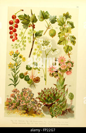 Onze flora showcases the flora of the Netherlands, with detailed ...