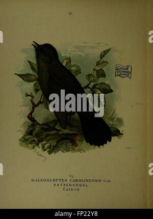 'Our Native Birds of Song and Beauty' highlights the songbirds and ...
