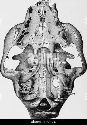 This 1886 work focuses on the anatomy of the domestic cat, comparing it ...