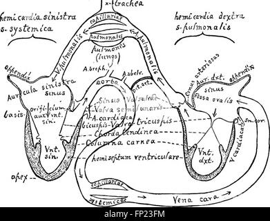 This 1886 work introduces anatomical technology applied to cats ...