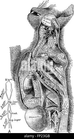 This 1886 work introduces anatomical technology applied to the domestic ...