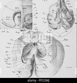 This 1886 work explores anatomical technology in relation to the ...