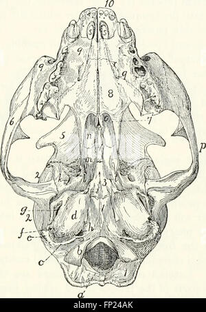 'Anatomy of the Cat' (1991) provides an in-depth study of feline ...