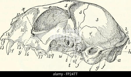 'Anatomy of the Cat' (1991) provides an in-depth examination of feline ...