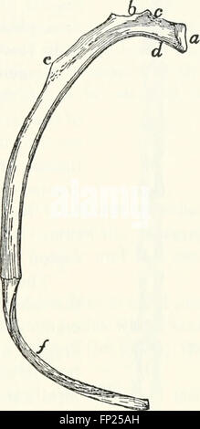 'Anatomy of the Cat' (1991) provides an in-depth study of feline ...