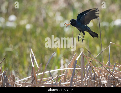 Common Grackle in flight with crayfish catch Stock Photo - Alamy