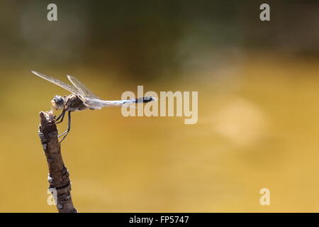Blue Skimmer Orthetrum calonicum Stock Photo - Alamy