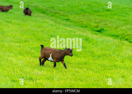 one brown goat eating of green grass at farm Stock Photo - Alamy