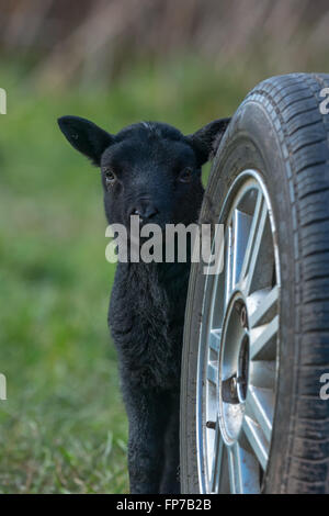 black lamb hiding Stock Photo - Alamy