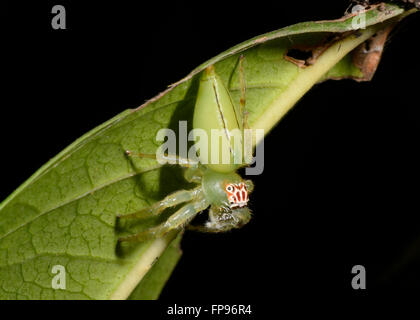 Female Northern Green Jumping Spider (Mopsus mormon), Northern ...