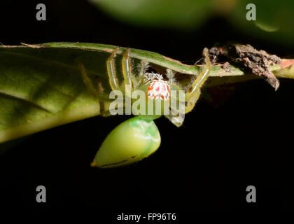 Female Northern Green Jumping Spider (Mopsus mormon), Northern ...