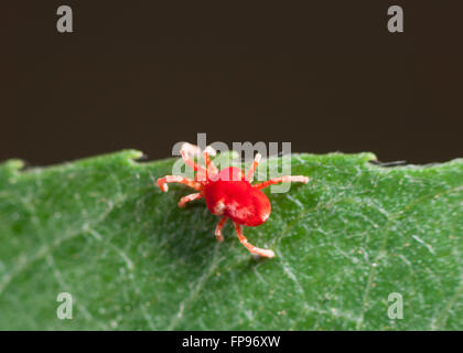 Red Velvet Mite (Acarina), Trombidiidae, Pemberton, Western Australia ...
