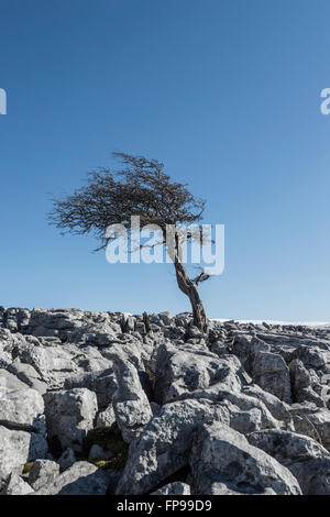 Hawthorn tree on Twistleton Scar Stock Photo - Alamy