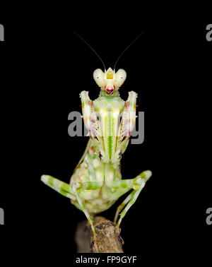 Banded flower mantis (Theopropus elegans), on Nepenthes flower, Borneo ...
