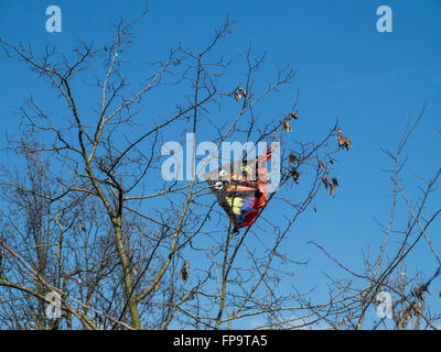 Child's kite stuck up a tree and abandoned Stock Photo - Alamy