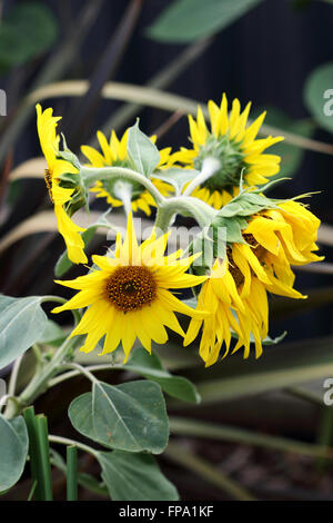 Multi head sunflowers Stock Photo - Alamy